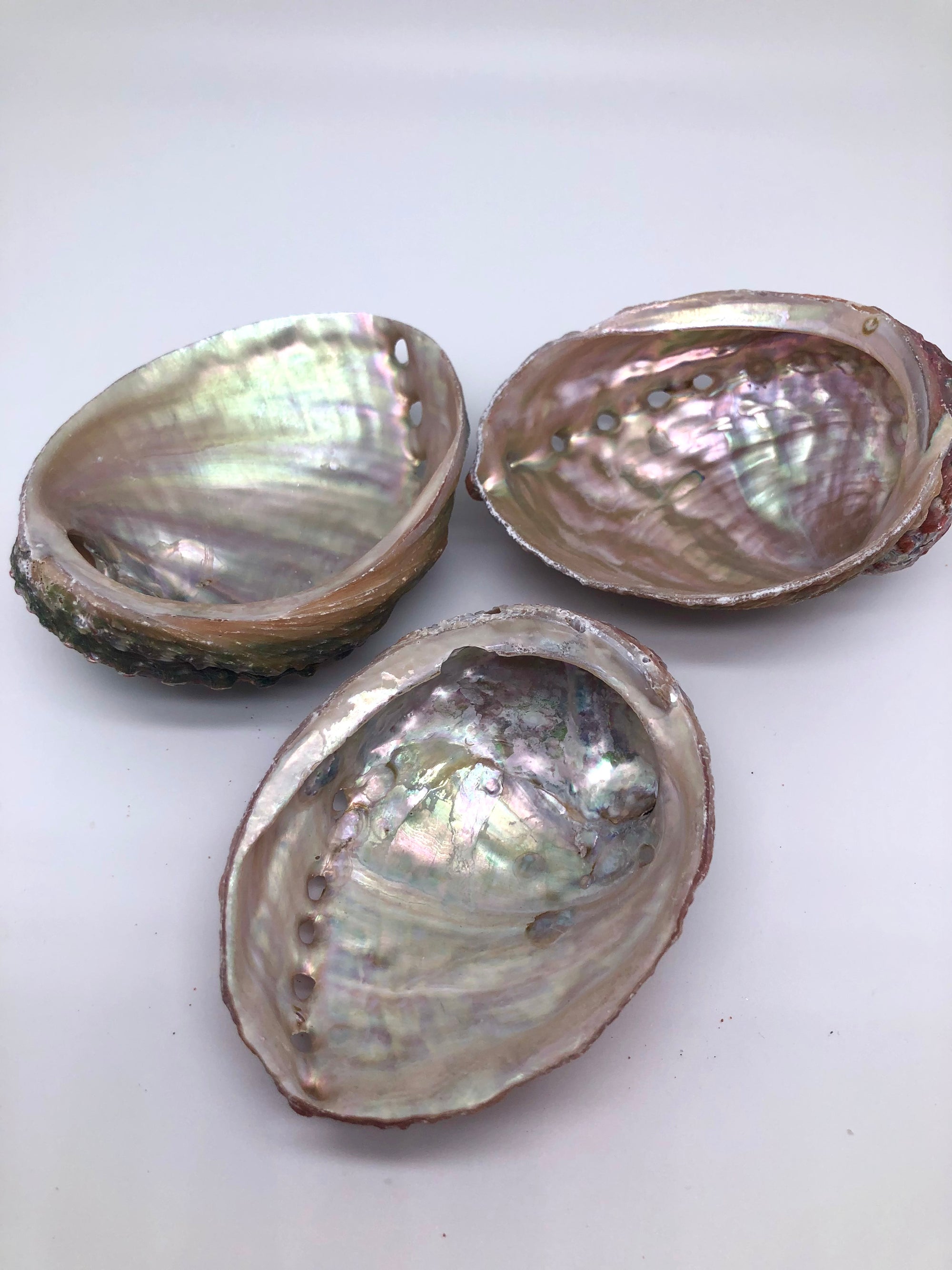 Rainbow Abalone Smudging Shell – Glean Bath and Body