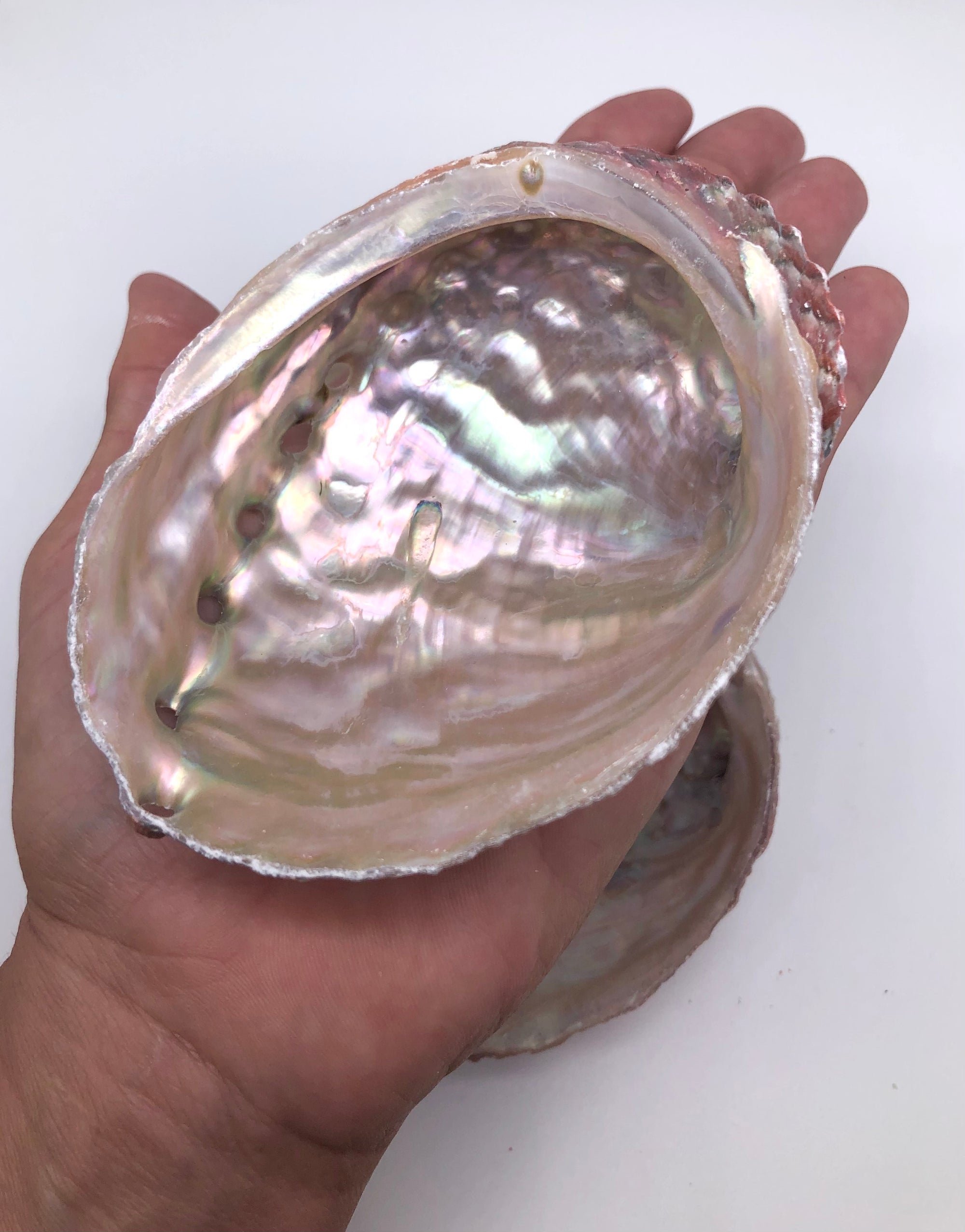 Rainbow Abalone Smudging Shell – Glean Bath and Body